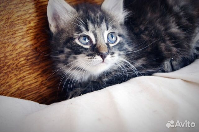 Котенок мальчик
