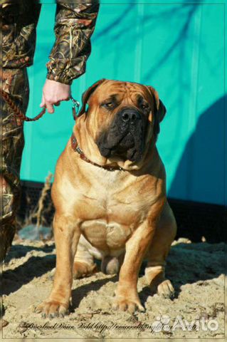 Щенки Южно-африканского Бурбуля