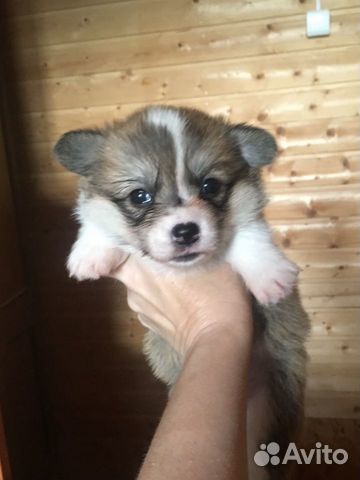 Маленькие коржики