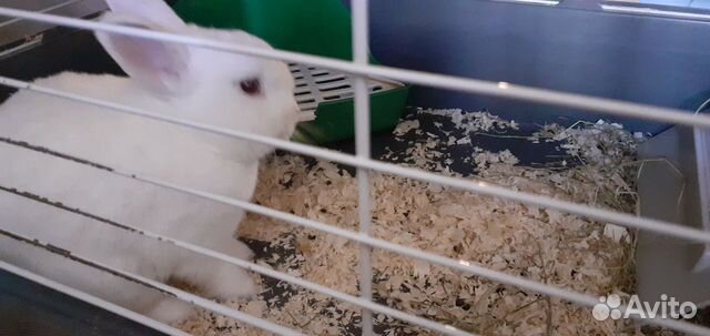 Отдам бесплатно декоративного кролика