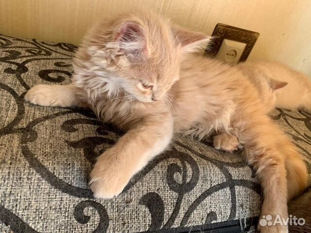 Малыши котята