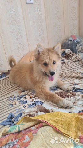 Собака в добрые руки щенок помски