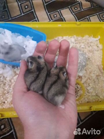 Джунгарский хомяк