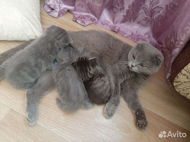 Шотландская вислоухая