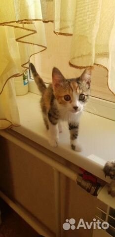 Котенок девочка трехцветка 2мес
