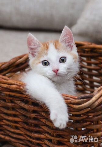 Рыжий Кис ищет свою семью