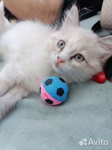 Котятки