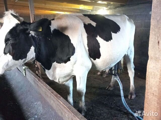 Коровы дойные молочные