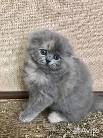 Шотландская вислоухая девочка