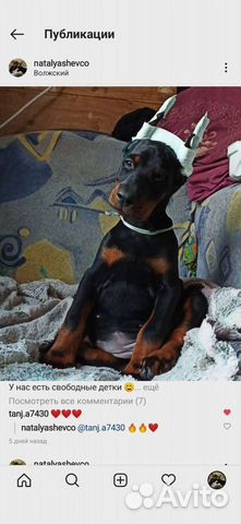 Шикарные добер-дети. Документы РКФ