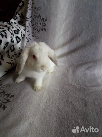 Декоративные кролики mini lop