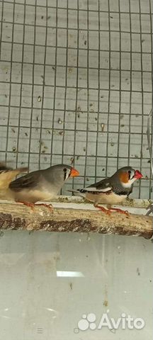 Зебровые амадины