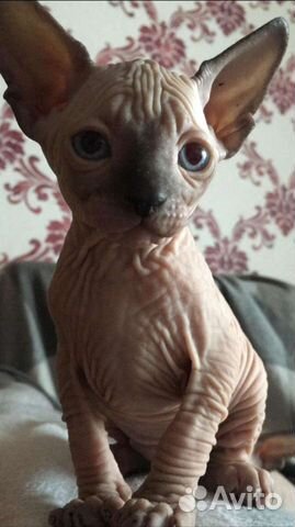 Продаются котята канадского сфинкса 2 мес