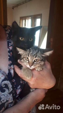 Котята девочки 2,5 месяца с доставкой