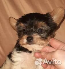 Малыши Бивер Йорк