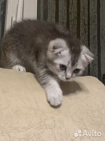 Вислоухие котята