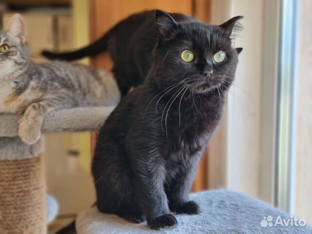 Кот Бархат 2 года, привит, кастрирован, в квартиру