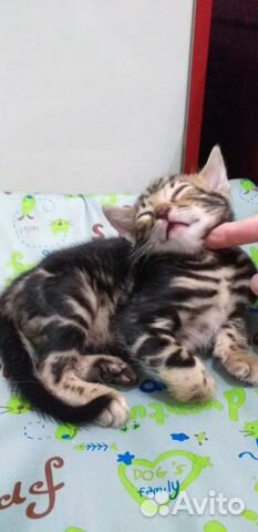 Бенгальская мраморная девочка