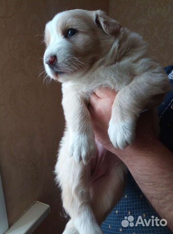 Щенок девочка Умняшка