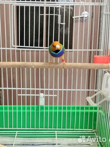 Амадины гульда