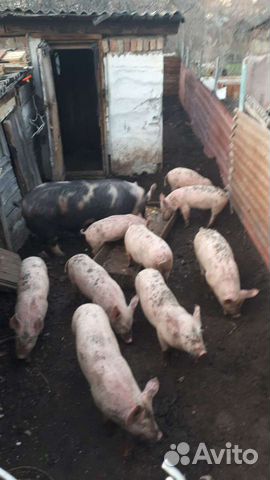 Поросенок ландрас