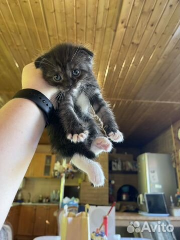 Продам шотландский вислоухих котят