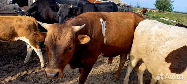 Бычки и телки
