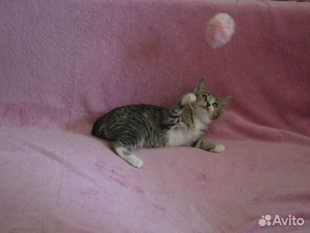 Котята