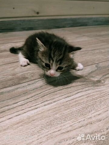 Комочки счастья ищут свой дом