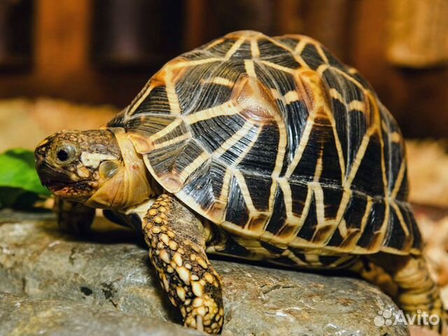 Звездчатая черепаха