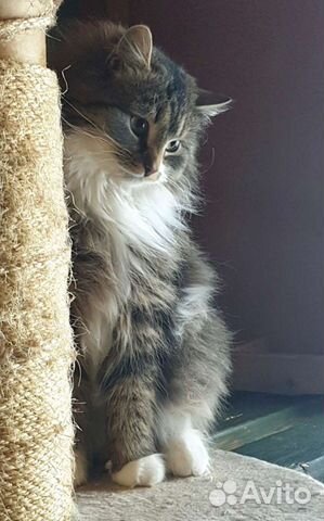 Котик и Кошечка
