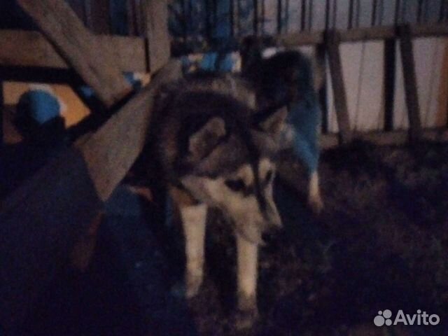 Собака хаски ласковый,не боится людей 2 года
