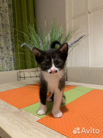 Котик 1,5 мес