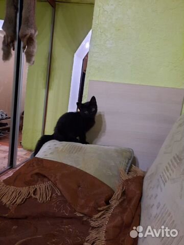 Отдам бесплатно животные
