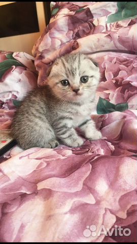 Шотландские котята