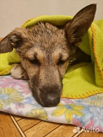 Собака в добрые руки щенок