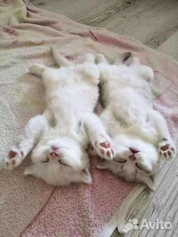 Шотландские котята