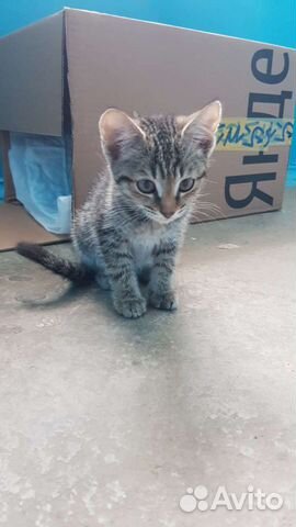 Шикарный котенок-мальчик ищет дом