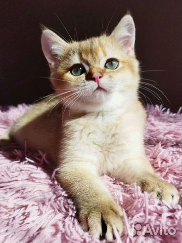 Котик золотая тикированная шиншилла