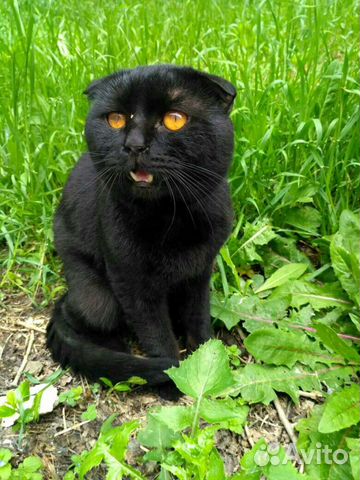 Шотландец бесплатно