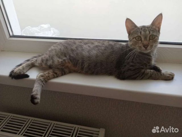 Кошка в дар