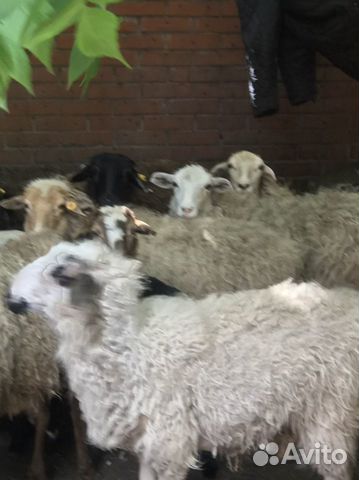 Овцы егнята