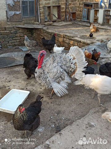 Аспидный голубой индюк на племя