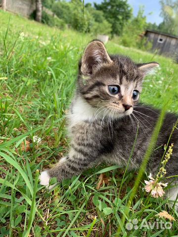 Котенок