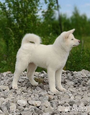 Щенок Акита-ину Хатико с документами РКФ