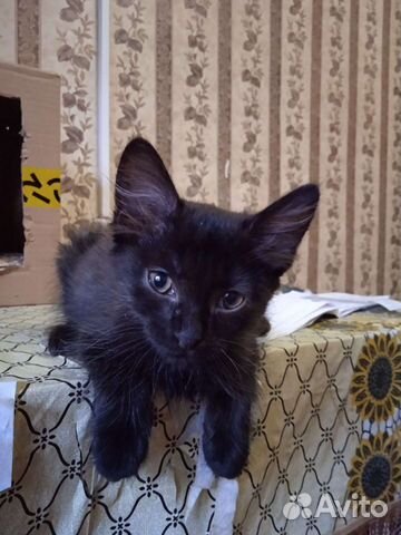 Котопарень