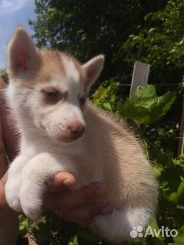 Щенки сибирской хаски