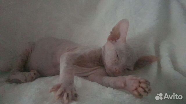 Донской сфинкс