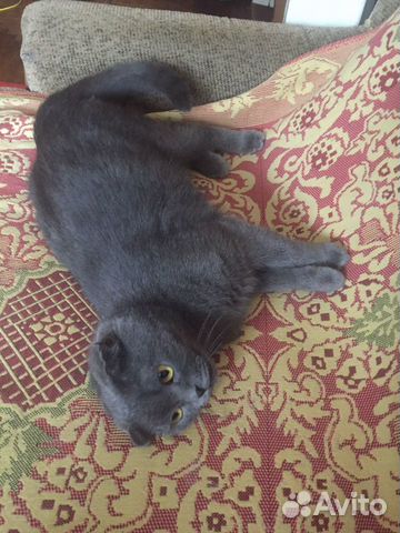 Ищу дом для британской вислоухой кошки.Возраст 5 л