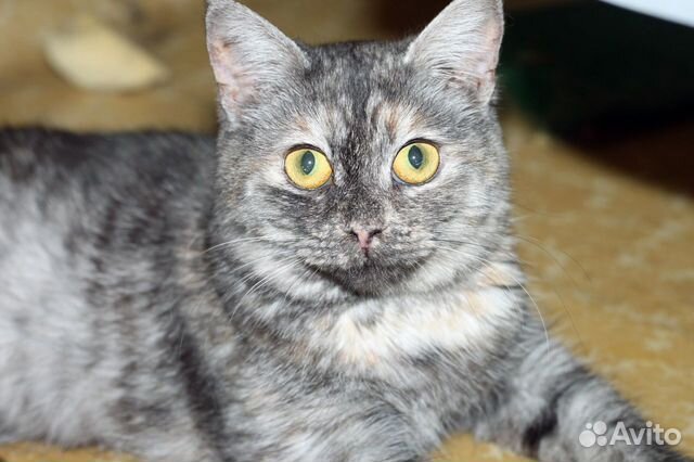 Оливка в добрые руки